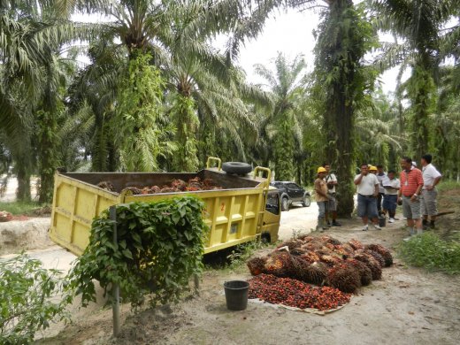 Exploring sustainable palm oil production in Indonesia | CCAFS: CGIAR research program on ...